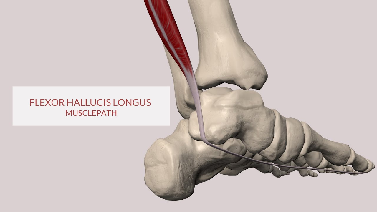 Flexor Hallucis Longus: Muscle Path (3D Animation)