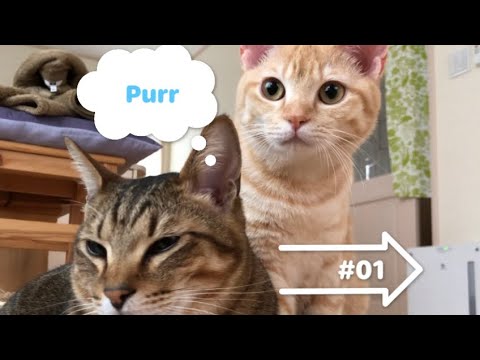 Mackerel tabby cats