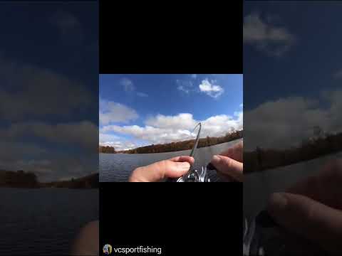 Trying to weed through the pickerel