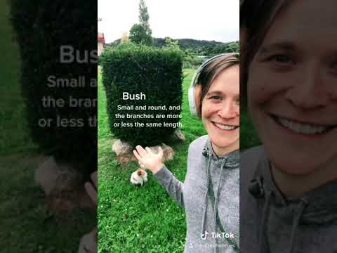 What is a SHRUB? How is it different from a HEDGE?!