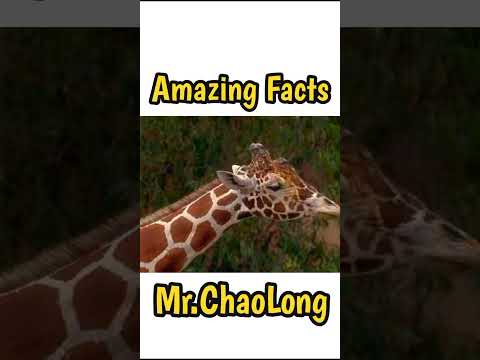 What is a meaning of koala||#shorts #shortvideo #ytshorts||
