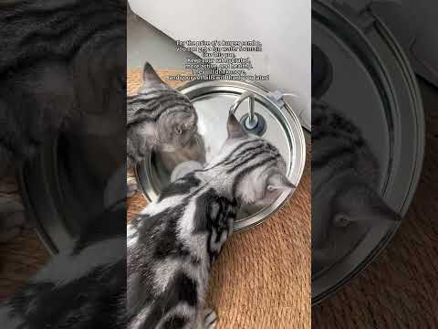 Affordable cat water fountain for hydration and health#catwaterfountain #petcare