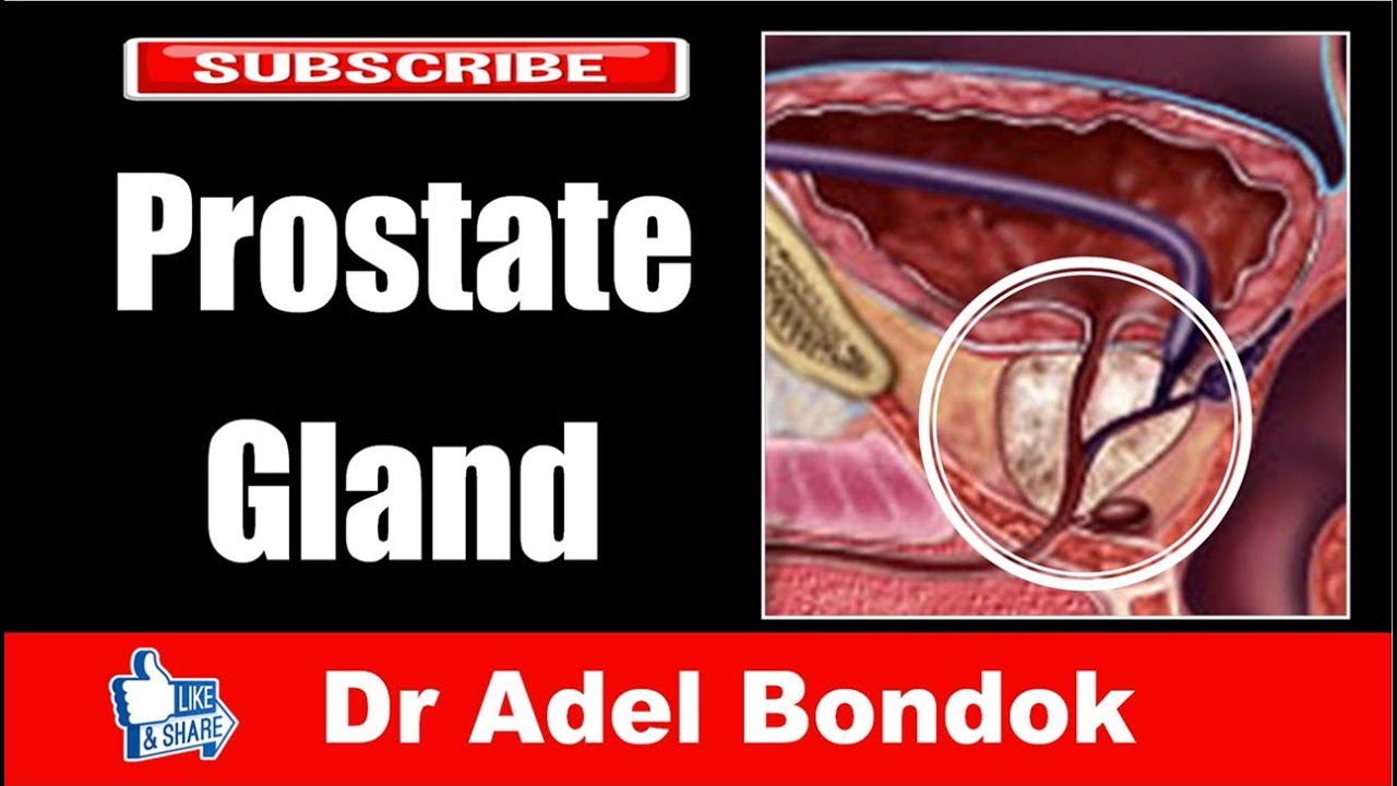 The Prostate Gland, Dr Adel Bondok