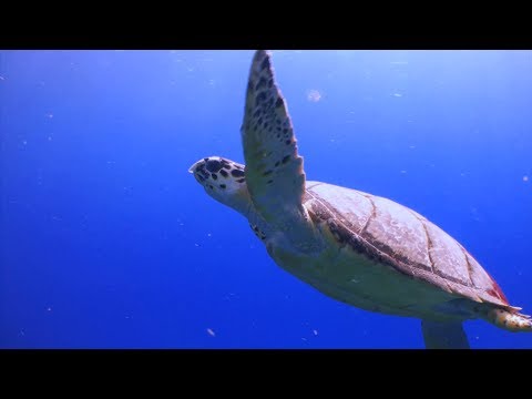Habitats: Oceans [CLIP]