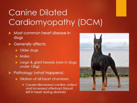 MBC Vet Tech Online Review 6.1 - Cardiovascular Diseases