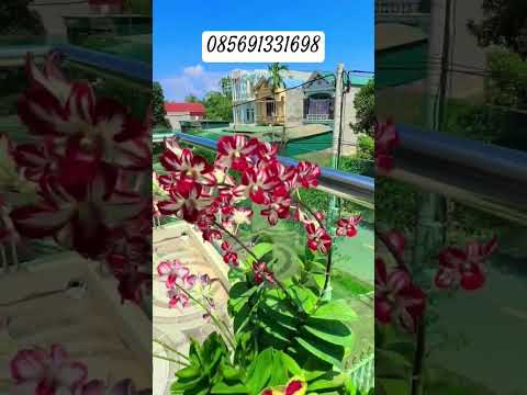 anggrek splash vietnam full sun full rain