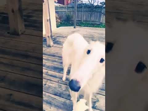 🥺😭 people say borzoi dog not cute