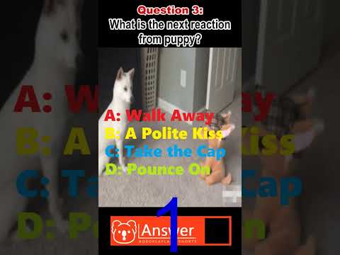 Furry Quiz Time – Level 5 #shorts