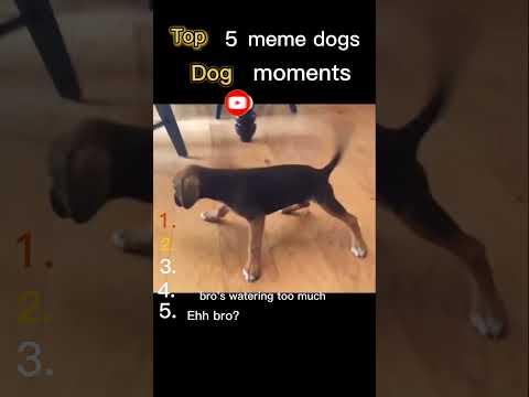 I know your dog can do this!