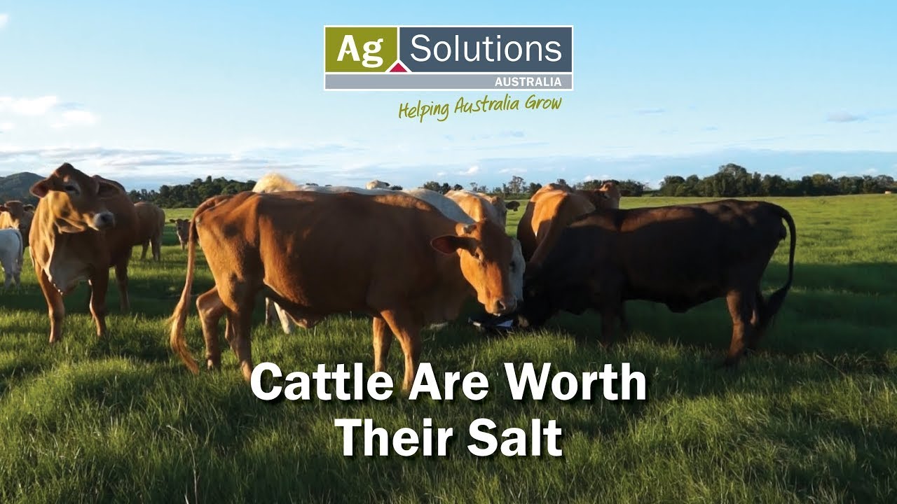 Cattle Are Worth Their Salt
