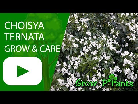 Choisya ternata - grow & care