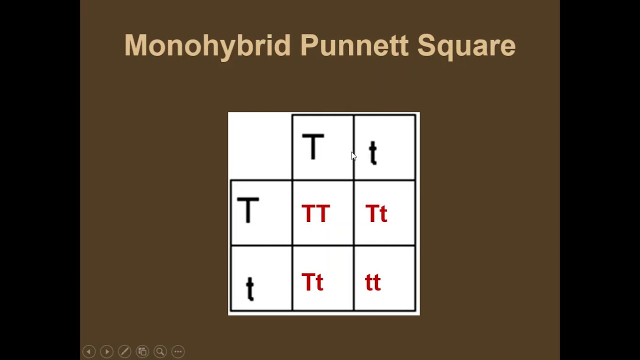 PPT Monohybrid Punnett Squares