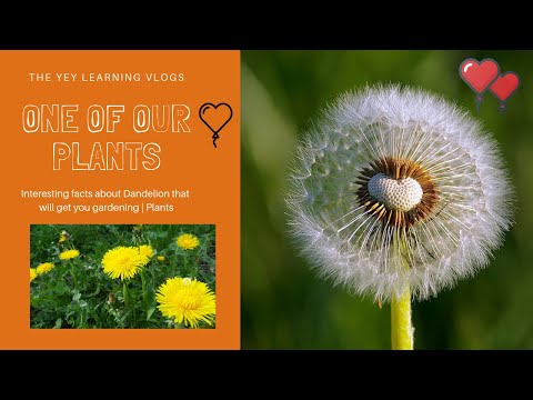 Interesting facts about Dandelion that will get you gardening | Plants