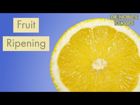 Fruit Ripening in Climacteric and Non Climacteric Fruits