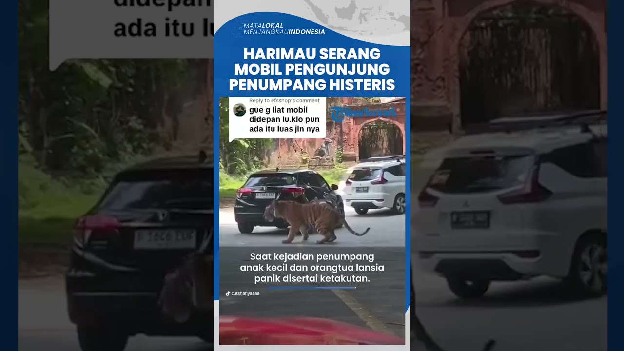 Harimau Sumatera Gigit Ban Mobil Pengunjung di Taman Safari Bogor ...