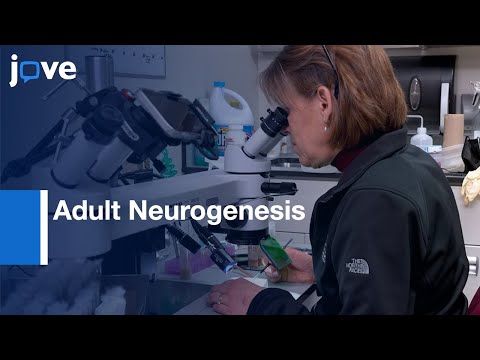 Adult Neurogenesis in Central Brain Analysis | Protocol Preview
