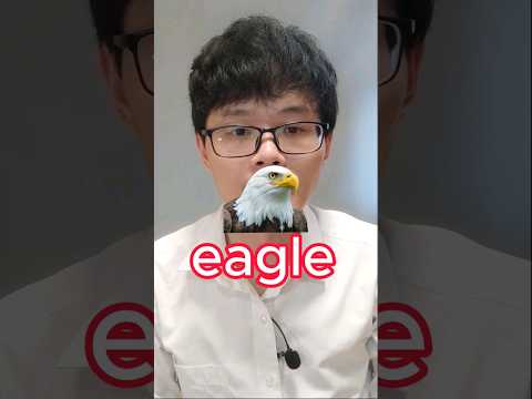 how to say "eagle" in Chinese #learnchinese #chineselanguage #mandarin #chineselesson