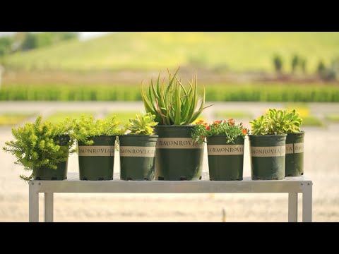 Monrovia | Succulent Container Garden