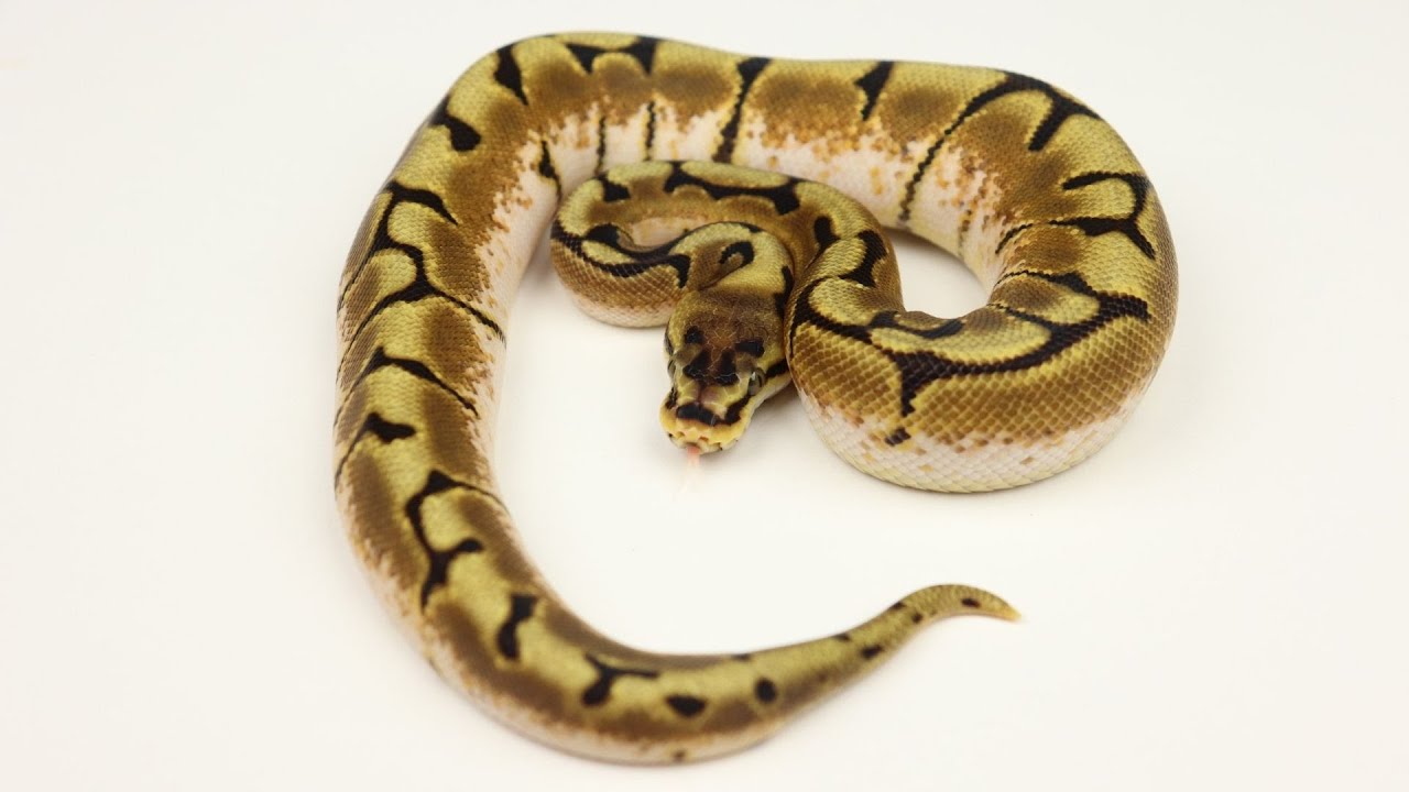 Male Spider Possible Shatter Ball Python 210301 - Benjamin's Exotics