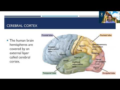 EEG & Epilspsy