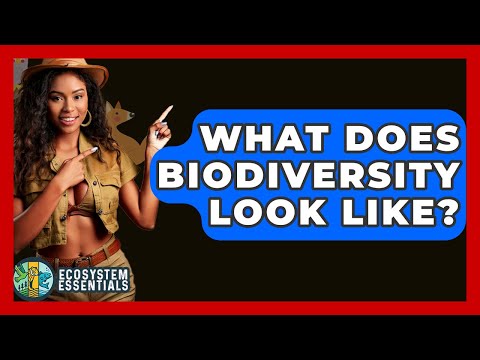 What Does Biodiversity Look Like? - Ecosystem Essentials
