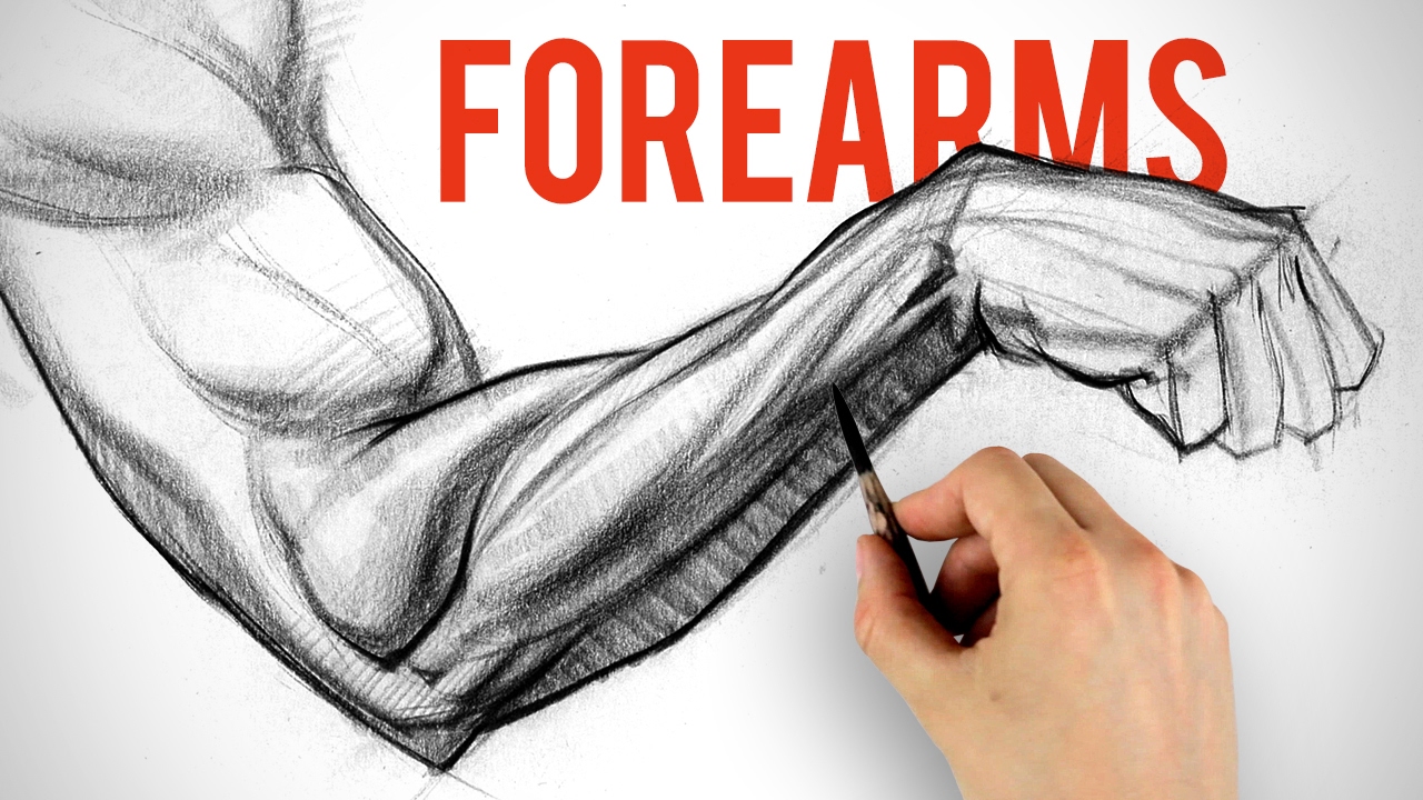 Drawing and Shading Forearms - Arm Anatomy Demo