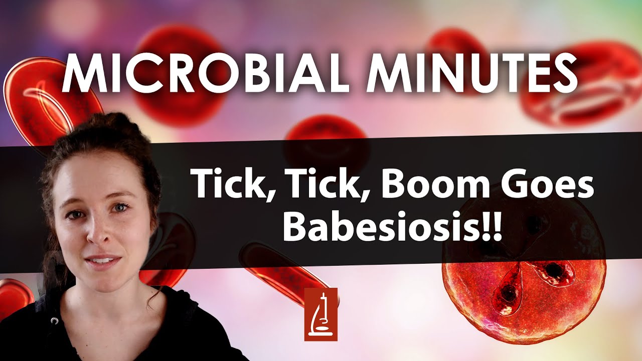 Babesiosis: What is it and Why is it Spreading?