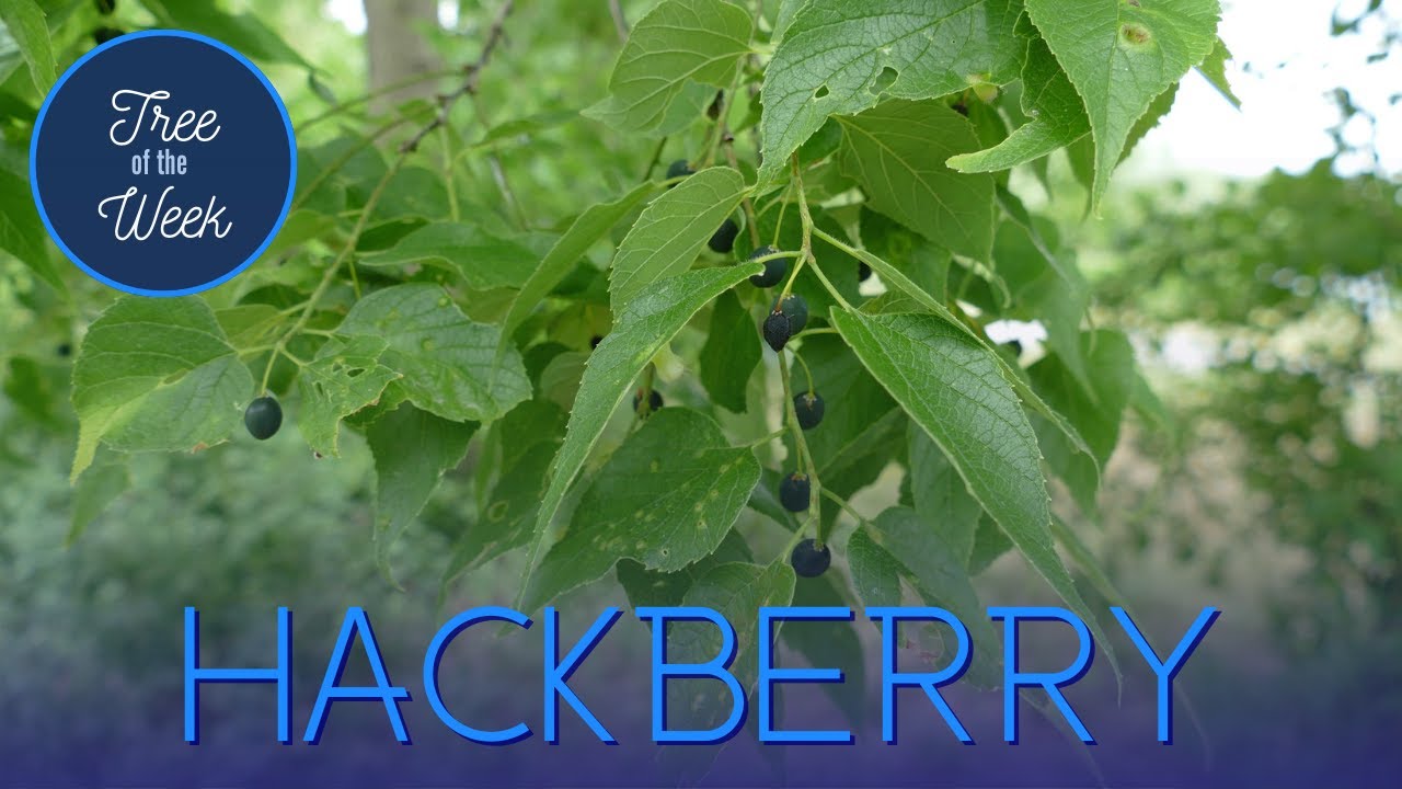 Tree of the Week: Hackberry