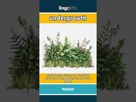 π¬π§ Undergrowth Meaning : Flash Card : Learn English Vocabulary
