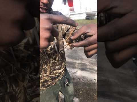 Crawfish have an amazing pinch.