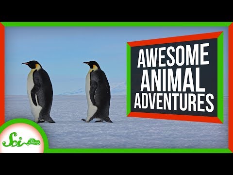 6 Seriously Impressive Animal Migrations