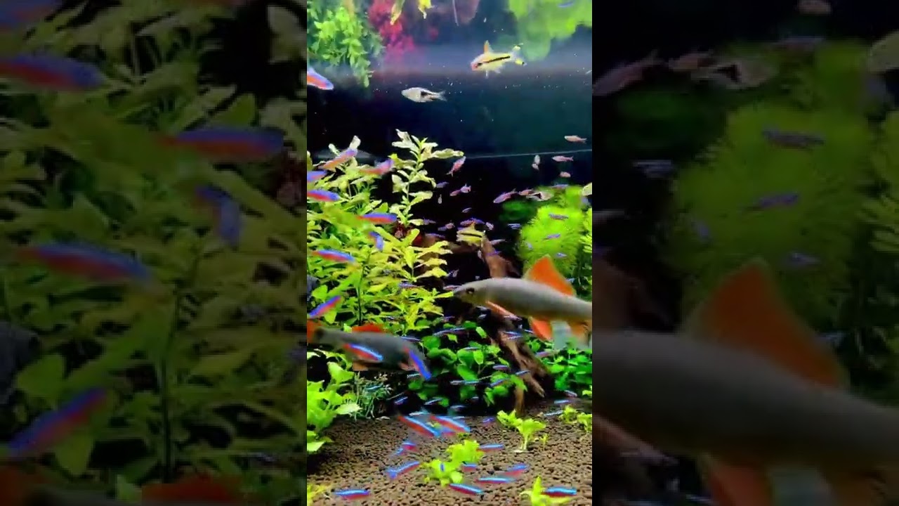 Best Tank Mates for Neon Tetra Aquarium
