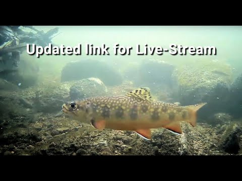 Brook Trout in the West Credit River. 25th June 2025