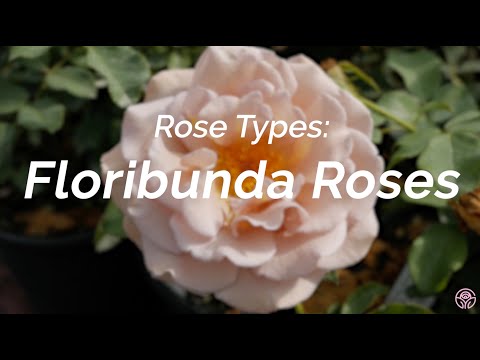 Rose Types: What Are Floribunda Roses?