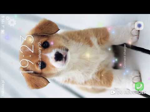 Puppies Live Wallpaper