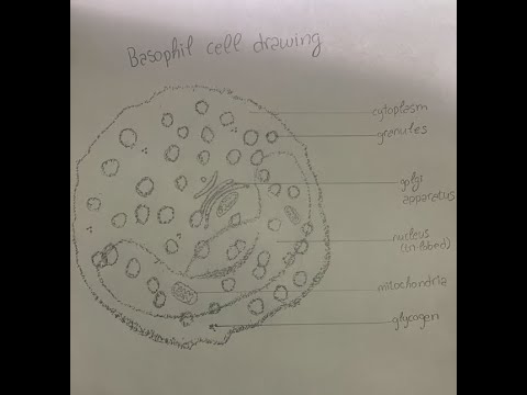 Basophil Cell Diagram With Labels With No Instruction