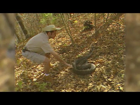 This Day In Tim History: Tim 'The Crocodile Hunter'