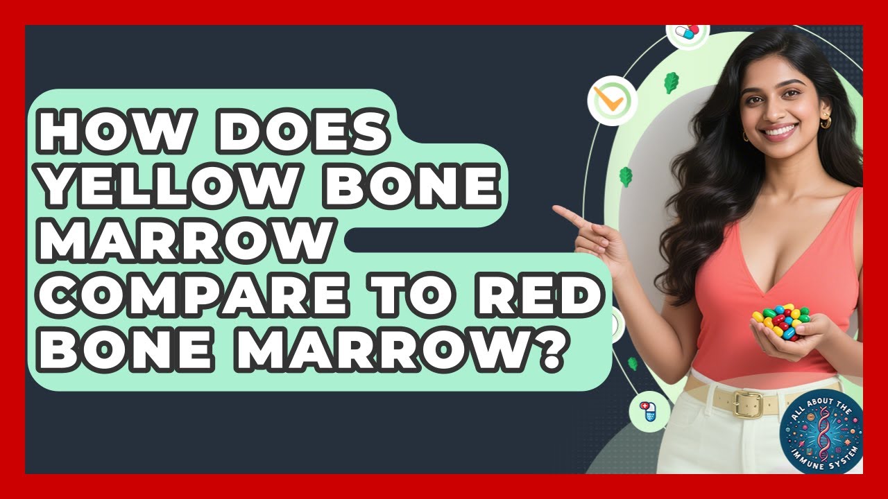 How Does Yellow Bone Marrow Compare To Red Bone Marrow? - All About the Immune System