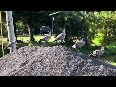 Hawaii state bird 🦆 Nene Hanalei Kauai Hawaii