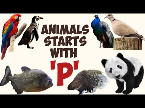 Animals Starting with P | Animal Names for Kids | Animal Names | Educational Videos For Kids