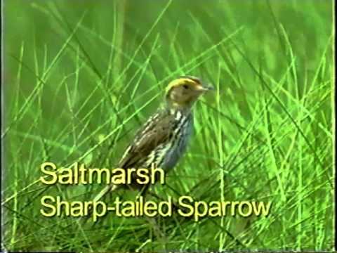 Nelson & Saltmarsh Sharp tailed Sparrow