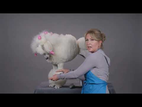 Add Volume & Bounce to Dog's Coat: Chris Christensen Lift for Sure
