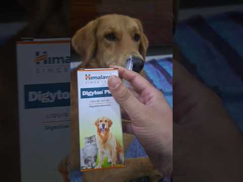Best Dog Digestion Stimulant | Your Dog Will Love This ???????? #dog #shortsvideo