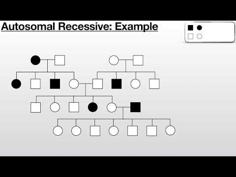 Pedigree Autosomal Recessive p60