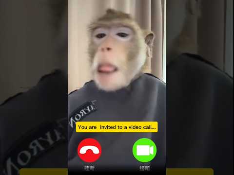 monkey meme π#shorts
