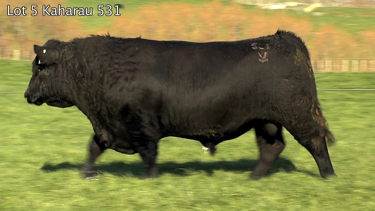 Kaharau Angus Stud - 2018 - Lot 5 SN 531