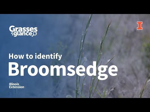 How to Identify Broomsedge - Grasses at a Glance