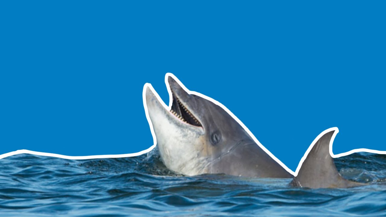 Bottlenose dolphin favourite facts | Dolphinwatch