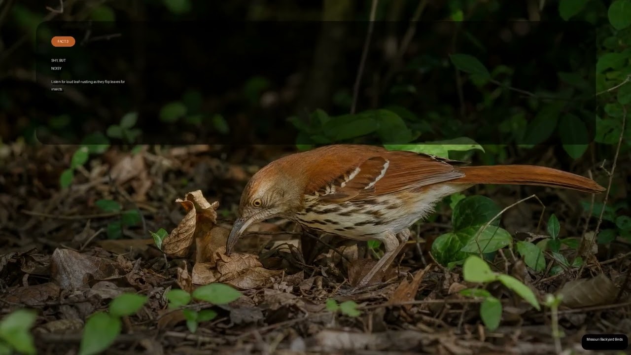 5 Amazing Facts About the Brown Thrasher | Missouri Backyard Birds