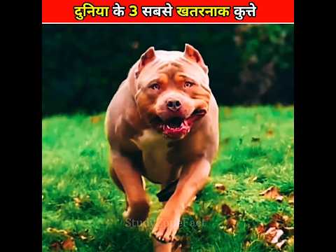 दुनिया के 3 सबसे खतरनाक कुत्ते 😲! 3 Most Dangerous Dogs in The World ! #shorts #ytshorts